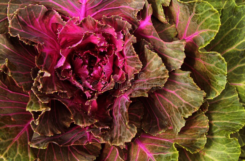 Ornamental Cauliflower Texture Stock Photo - Image of flower ...