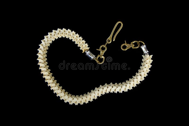Ornamental Chain Boa Snake Bones Stock Photo - Image of line, joint ...