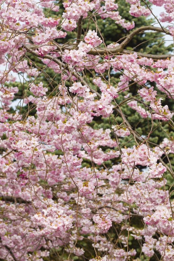 Ornamental Cherry Tree in Spring Stock Photo - Image of bloom, closeup ...