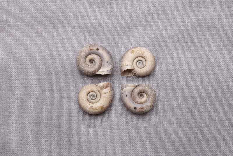 Ornamental Composition of Four Empty Shells on Canvas Background. Stock ...