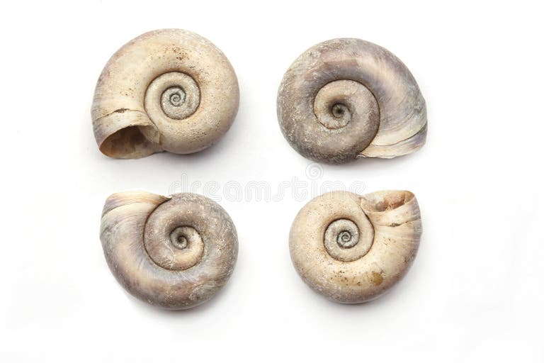 Ornamental Composition of Four Empty Shells Isolated on White ...