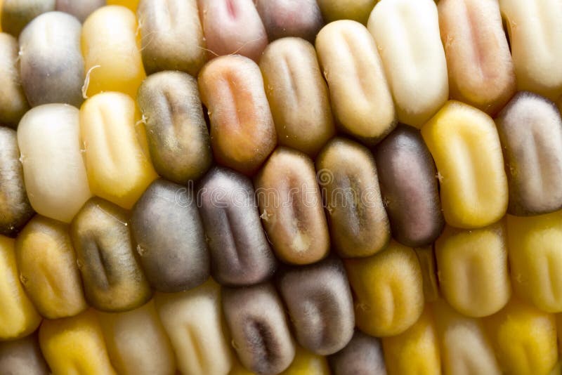 Ornamental Corn Abstract stock photo. Image of husk, pattern - 1381952