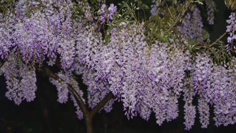 Decorative Acacia, Abstract Spring Flower Tree Stock Photo - Image of ...