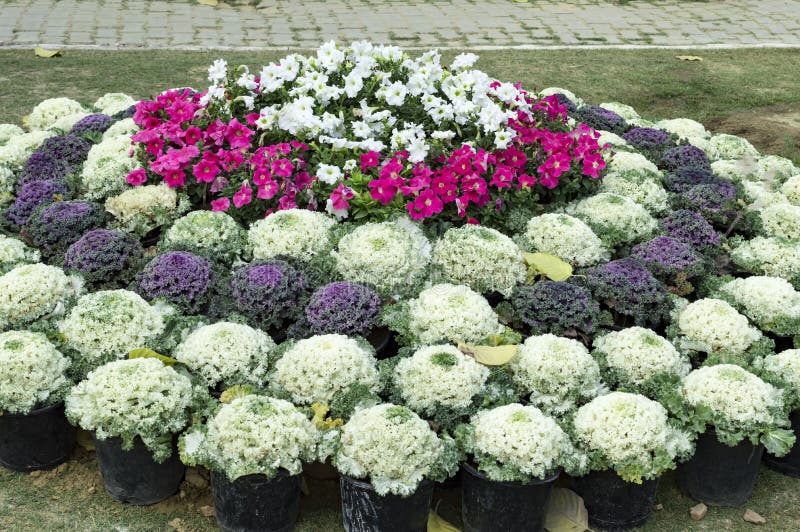 Ornamental Designer Mixed Cabbage Stock Photo - Image of curly, green ...