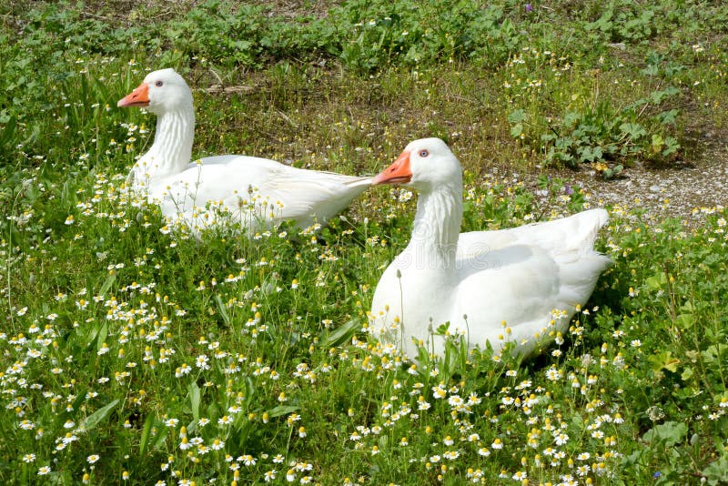 Ornamental ducks stock photo. Image of birds, avian, ornamental - 26268524