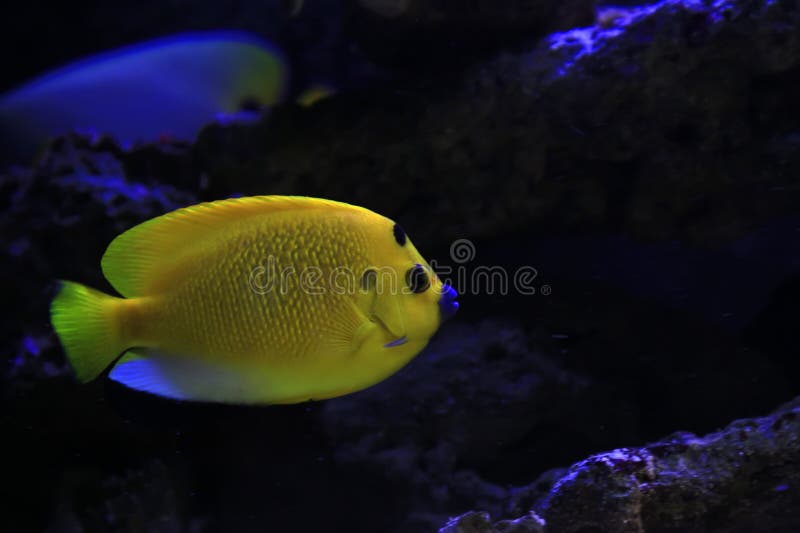 Ornamental fish stock photo. Image of tank, tropical - 381467070