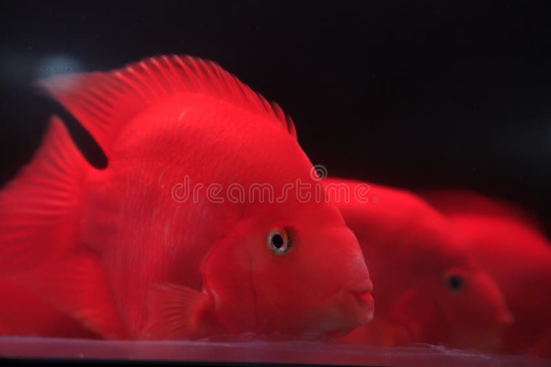 Ornamental fish stock photo. Image of nature, closeup - 390658628
