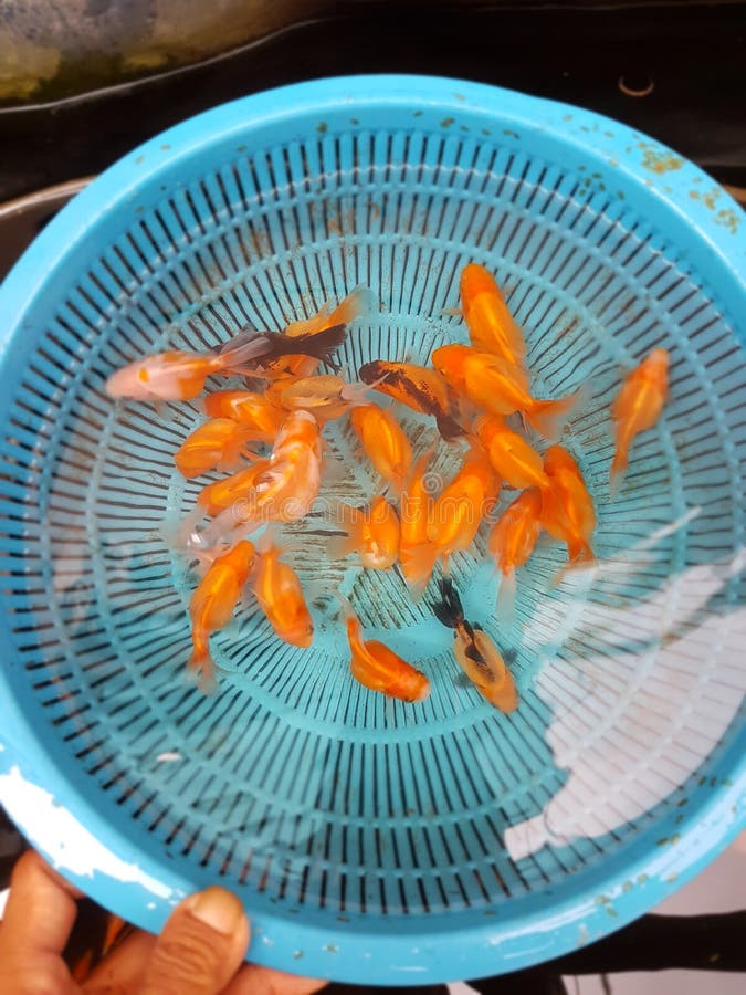 Newborn Baby Goldfish