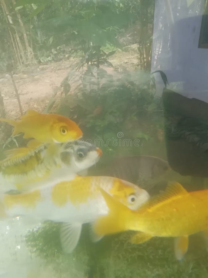 Ornamental Fish. Beautify Your Home and Garden Stock Image - Image of ...