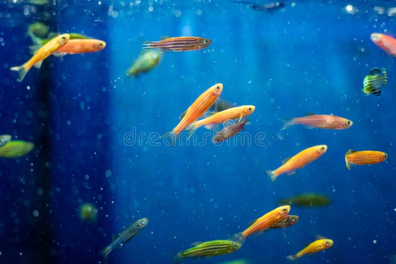 Ornamental Fish in Blue Water in an Aquarium Stock Image - Image of ...