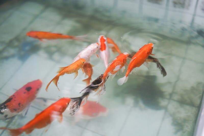 Ornamental Fish in a Colorful Pond Stock Photo - Image of wild, river ...