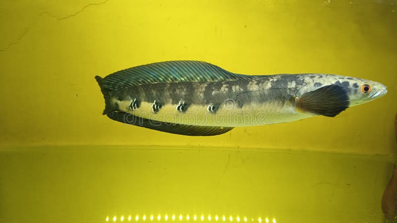 Ornamental Fish,freshwater Predators. Stock Photo - Image of food ...