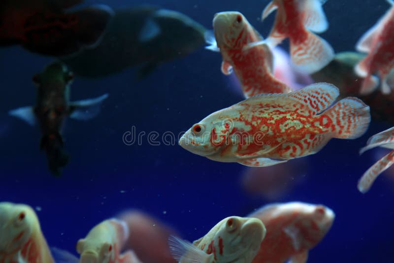 Ornamental fish - map fish stock photo. Image of beautiful - 366317110