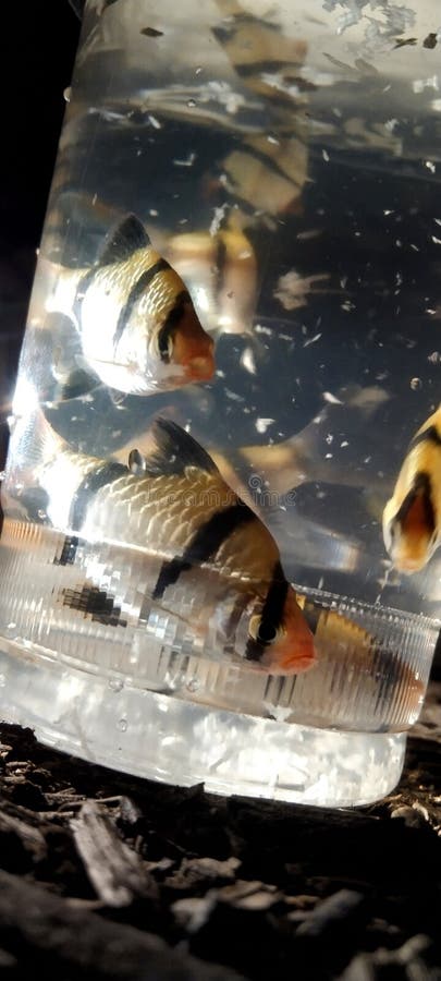 Ornamental Fish from Sumatra Stock Image - Image of dish, produce ...