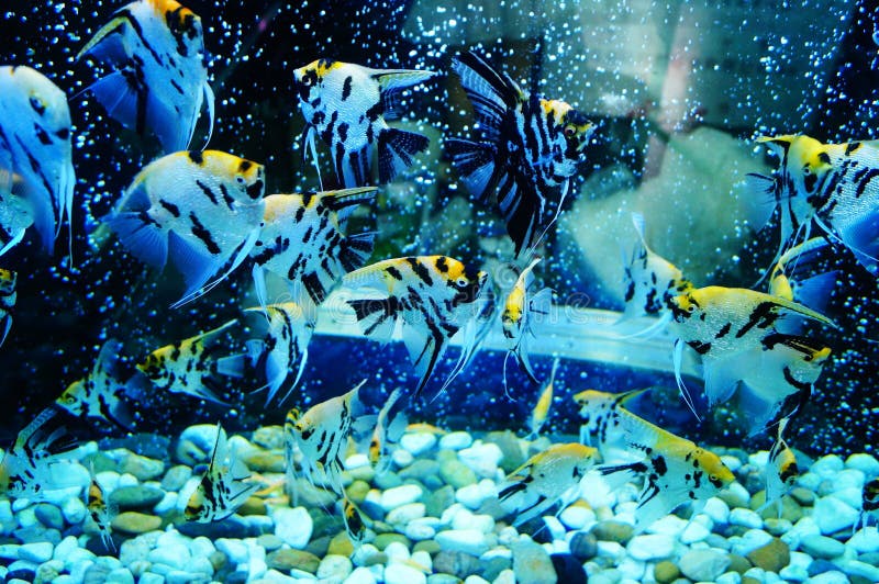 The Ornamental Fish Swim in the Glass Pool Stock Image - Image of glass ...