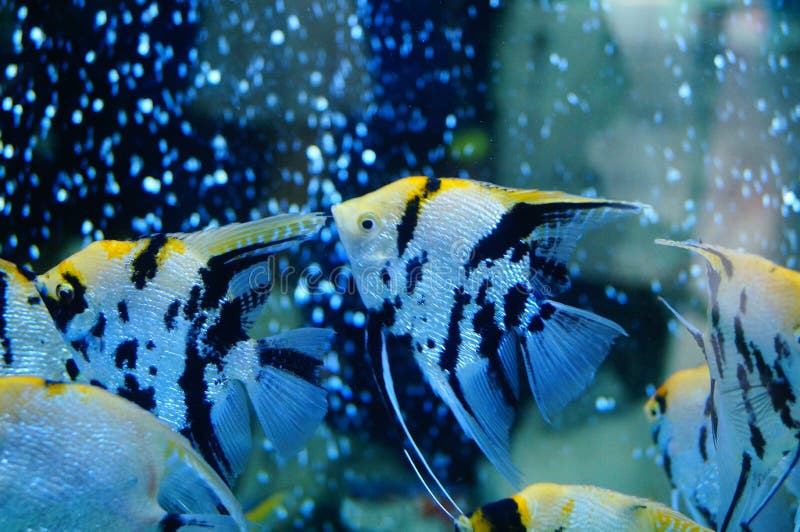 The Ornamental Fish Swim in the Glass Pool Stock Image - Image of ...
