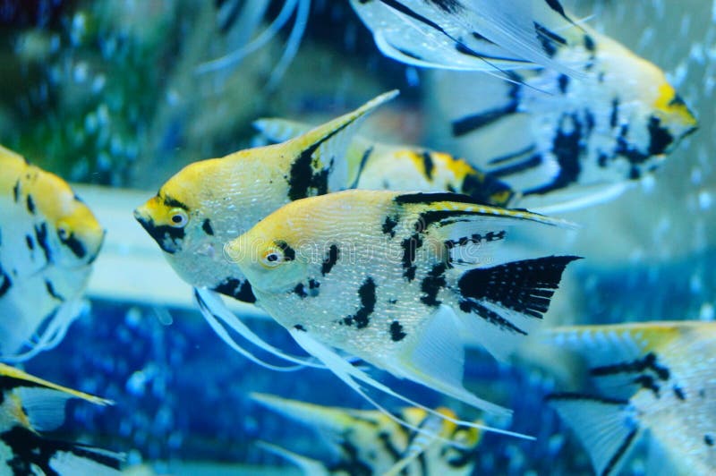 The Ornamental Fish Swim in the Glass Pool Stock Photo - Image of small ...