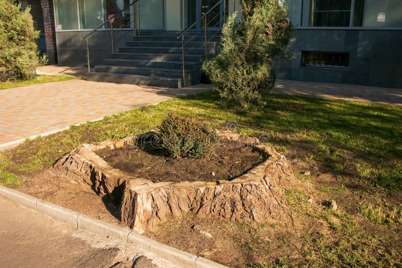 An Ornamental Flower Bush Grows in a Flower Pot Made from an Old Tree ...