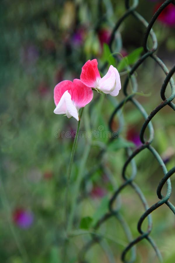 Ornamental Flower of Pea stock photo. Image of flowers - 51499236