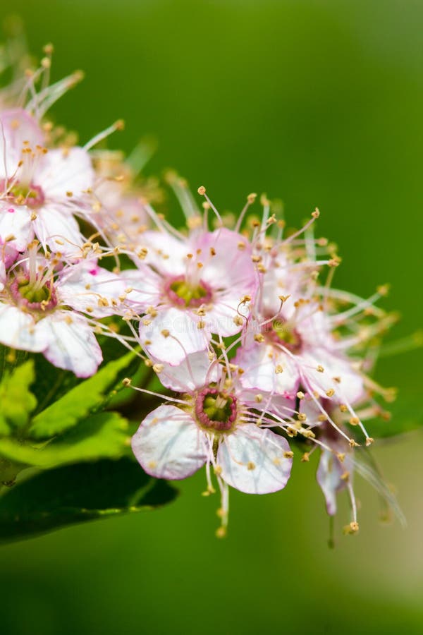 Flowering bush stock photo. Image of rosemallow, hibiscussyriacus ...