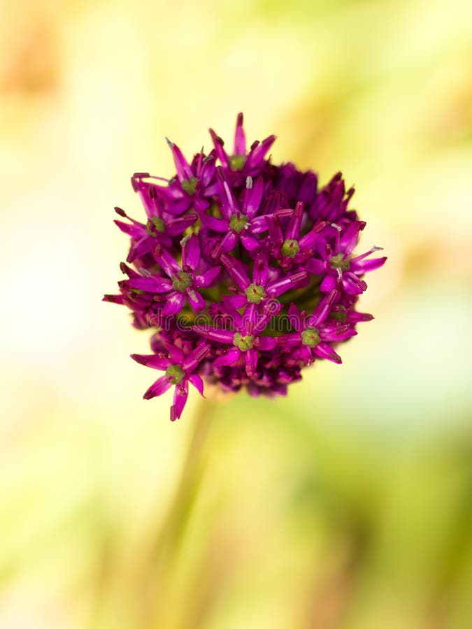 Ornamental garlic stock image. Image of outdoors, globular - 92593669