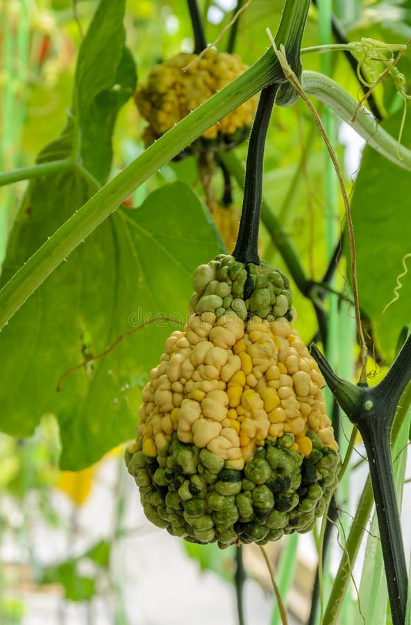 Ornamental gourd plant stock image. Image of ripe, plant - 57299749