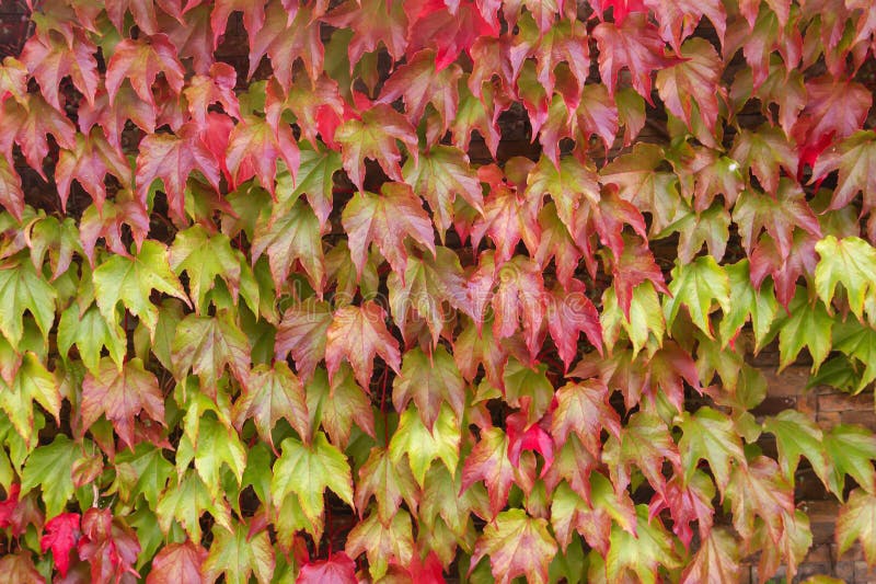 Ornamental Grape Vine with Green and Red Leaves Stock Photo - Image of ...