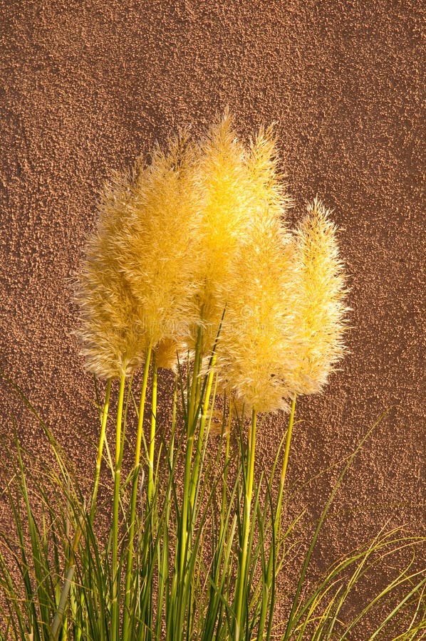 Ornamental grass and adobe stock image. Image of adobe - 46606395