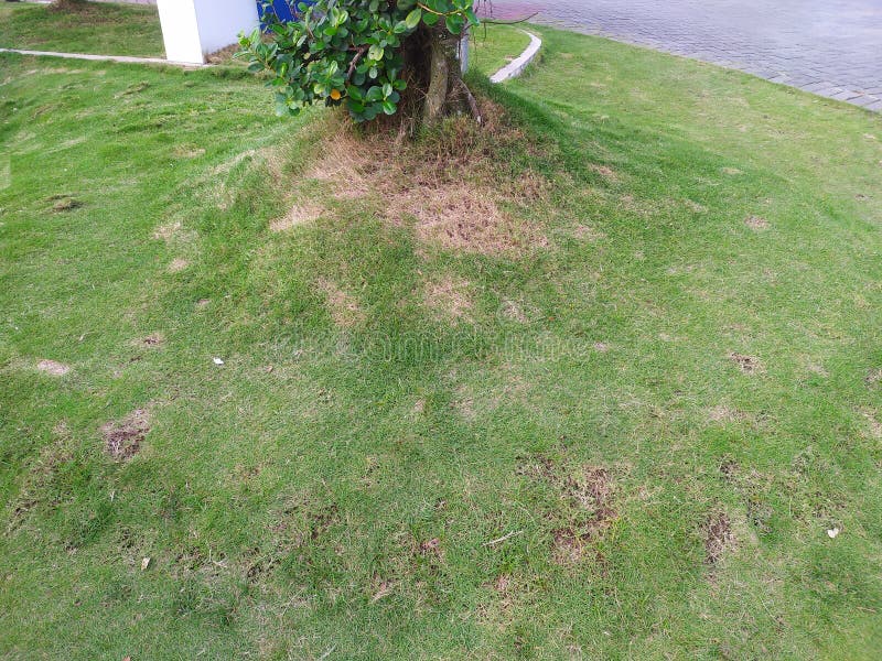 Ornamental Grass in Front of the Hospital Stock Photo - Image of grass ...