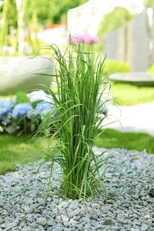 Ornamental grass in garden stock image. Image of landscaping - 25439527