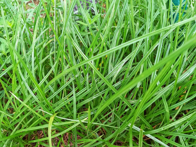 Ornamental Grass Planted in a Place in the Garden that Serves for ...