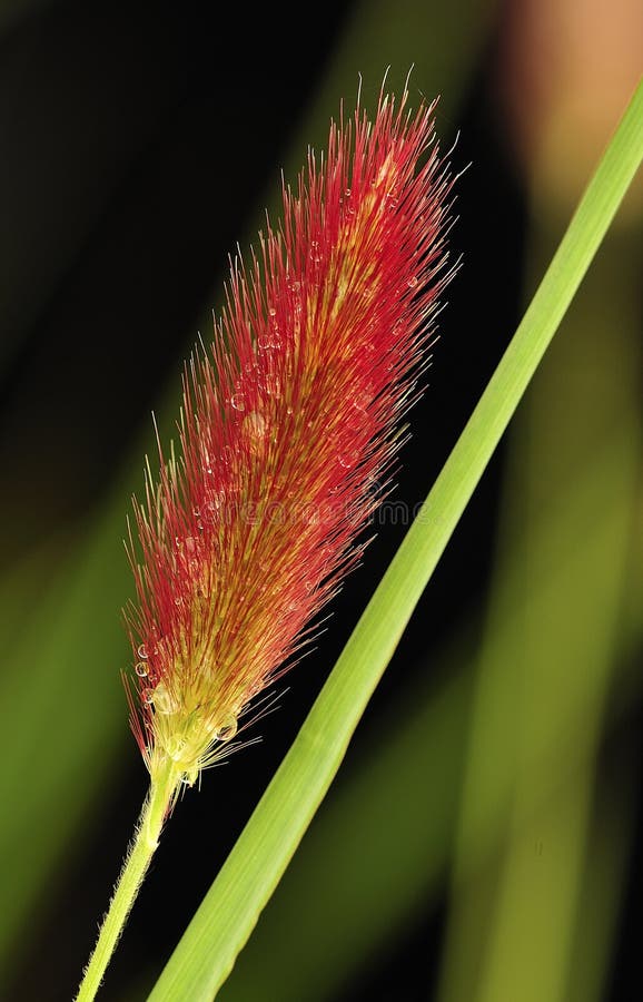 Ornamental Grass, Red Buttons (Pennisetum) Stock Photo - Image of ...