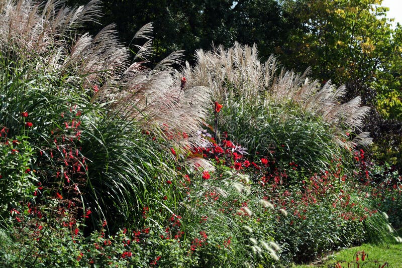 Ornamental Grasses when the Bloom Stock Image - Image of planting ...