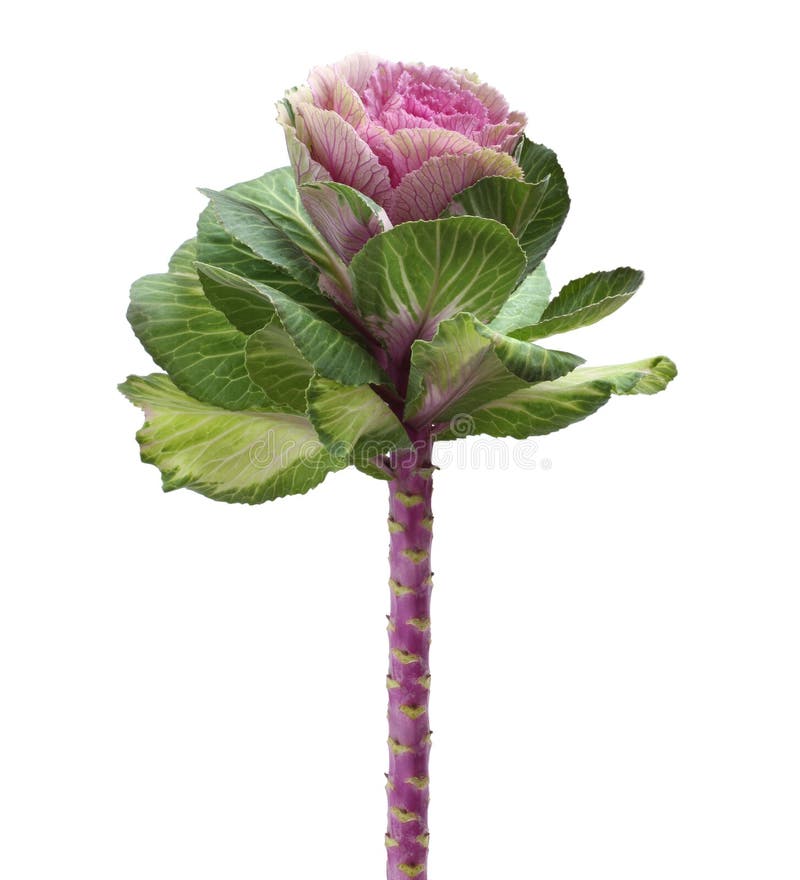 Ornamental Green with Pink Cabbage Flower Isolated on White Background ...