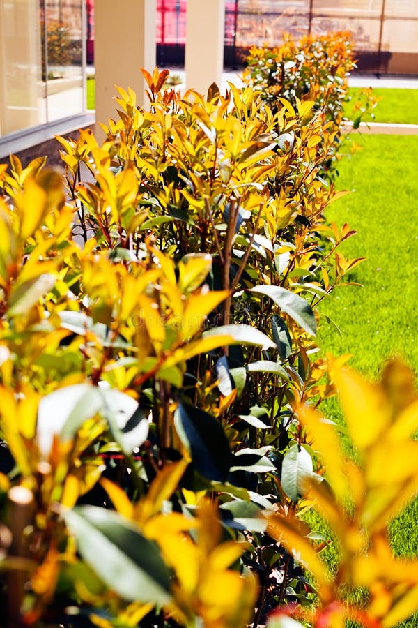 Ornamental hedges stock photo. Image of shrub, leaf, yellow - 73789304