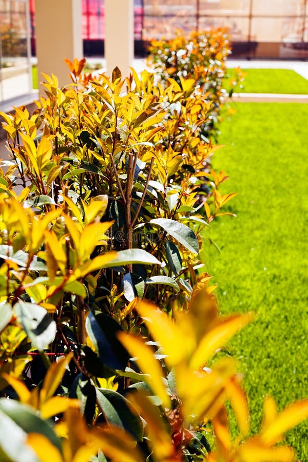 Ornamental hedges stock photo. Image of shrub, leaf, yellow - 73789304