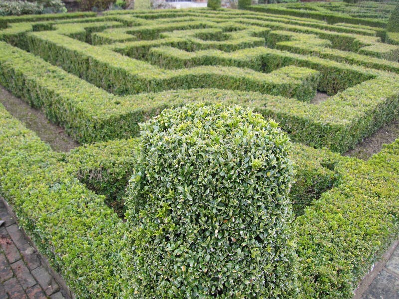 Ornamental Hedges stock image. Image of ornamental, hedges - 113688517