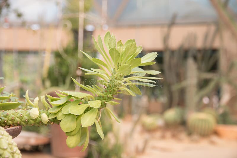 Ornamental Hemp cactus. stock photo. Image of botanic - 64620428