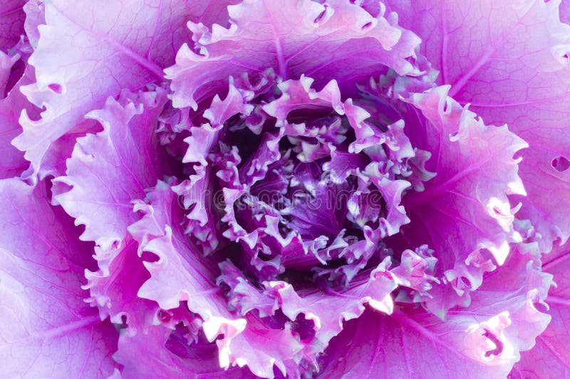 Ornamental Kale stock photo. Image of gardening, kale - 64698136