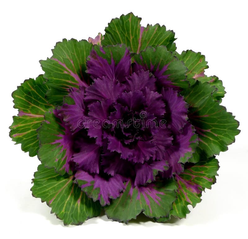 Ornamental kale stock image. Image of colored, nature - 46407297