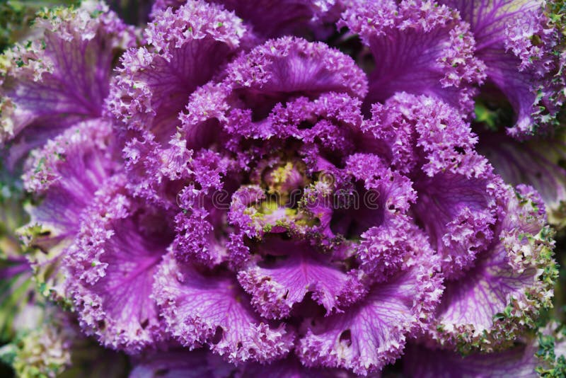 Ornamental Kale Plants Also Known As Flowering Kale Stock Photo - Image ...