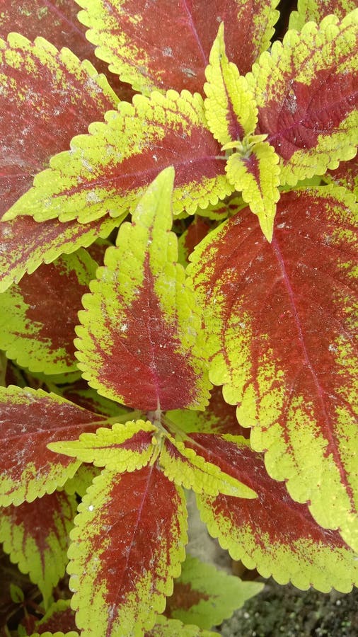 Ornamental leaf plant stock photo. Image of branch, leavestexture ...