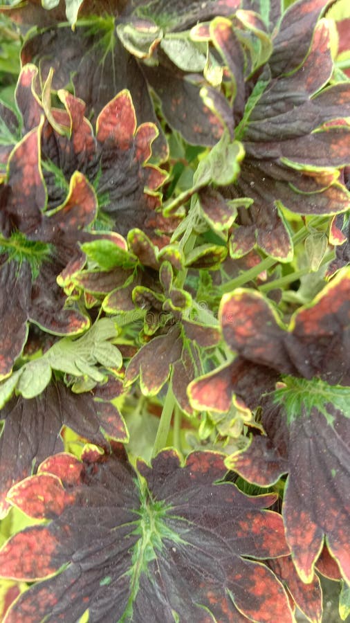 Ornamental leaf plant stock image. Image of patterns - 243219069