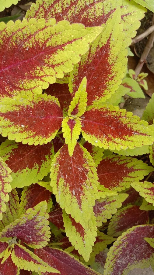 Ornamental leaf plant stock photo. Image of herb, flower - 243219092