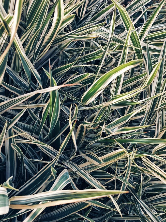 Ornamental Long Grass, Evergreen Sedge Decorative Stock Photo - Image ...