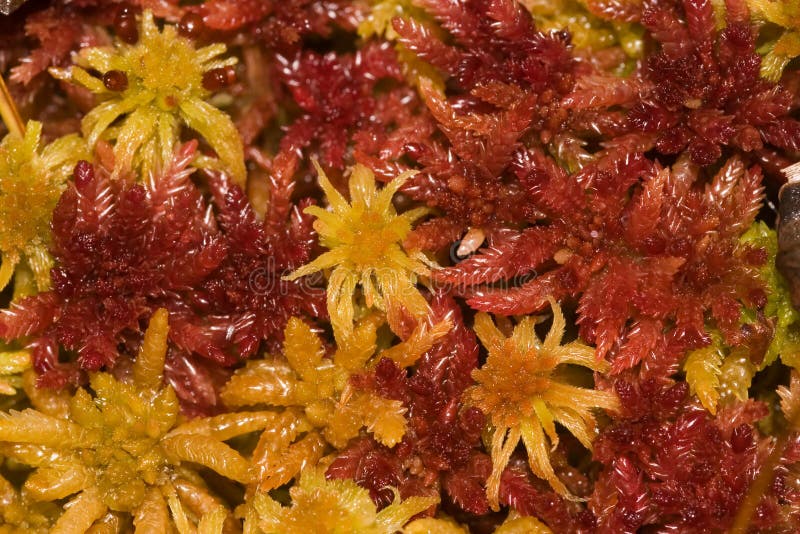 Mossy swamp stock photo. Image of nature, putorana, emerald - 207422