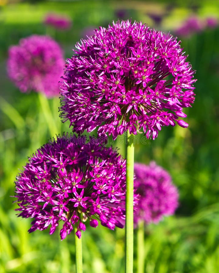 Field of Allium Flowers stock photo. Image of garden - 29839530