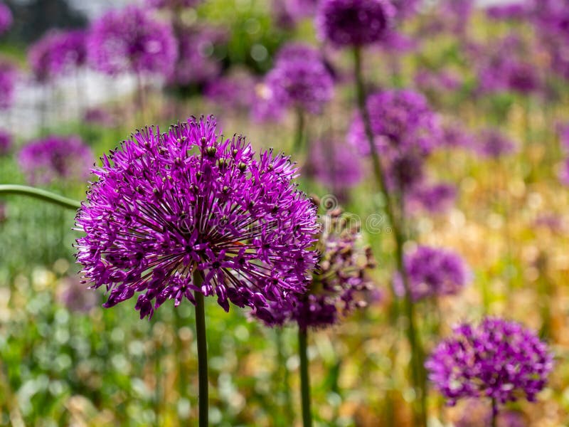Ornamental Onion Allium Flowers in Spring Stock Photo - Image of nature ...