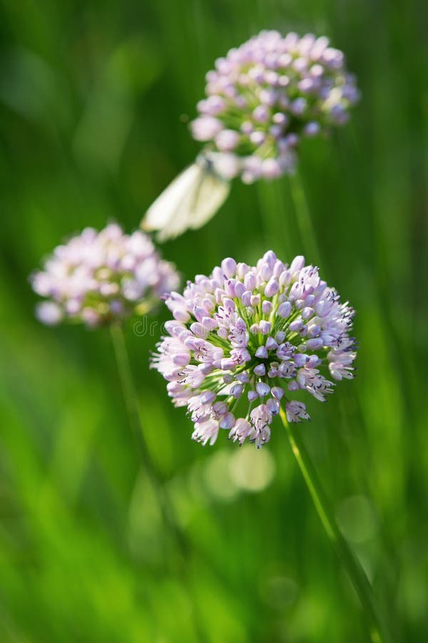 Ornamental onion flowers stock photo. Image of blossom - 95196696