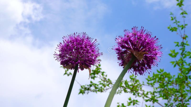 Ornamental Onion Inflorescence with Purple Flowers Stock Video - Video ...